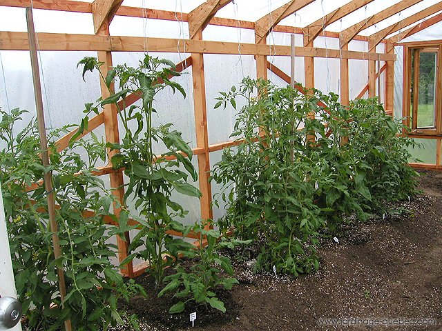 Plants de Tomate de Serre au Jardin des Patriotes - Jardins Québécois ...